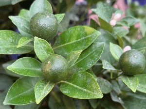 Growing citrus trees as houseplants - Country Culture