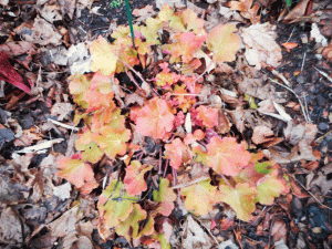 Heuchera: A versatile landscape plant - Country Culture