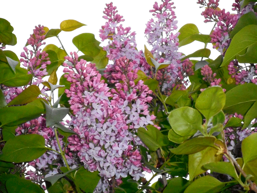For the love of lilacs - Country Culture